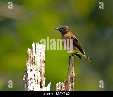 Madagaskarspreeuw, Madagascan starling Stock Photo - Alamy