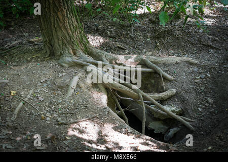 Wild animal tree roots burrow Stock Photo - Alamy