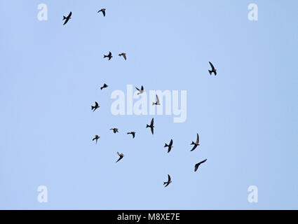 Siberische Gierzwaluwen in vlucht, Pacific Swifts in flight Stock Photo ...