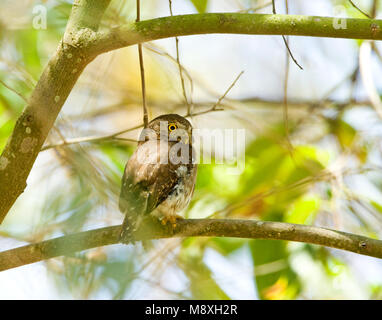 Colimadwerguil, Colima Pygmy-Owl, Glaucidium palmarum Stock Photo - Alamy