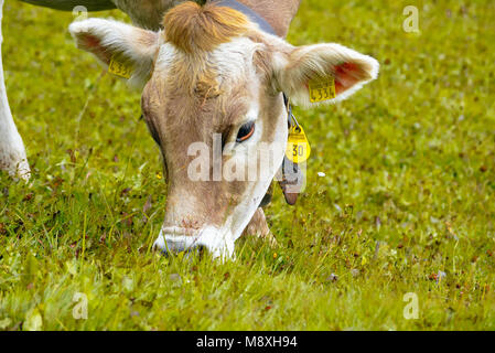 Brown Swiss (bruna alpina) cow grazing in Alpine meadows above ...