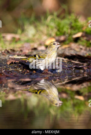 Vrouwtje Sijs drinkend, Eurasian Siskin female drinking Stock Photo - Alamy