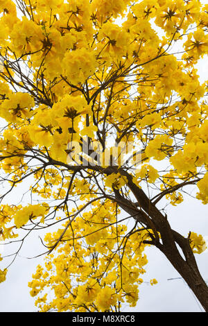 Guayacan tree branches with yellow flowers and palm tree leaves Stock ...