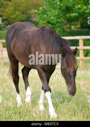 A pretty Welsh pony stands in a paddock Stock Photo - Alamy
