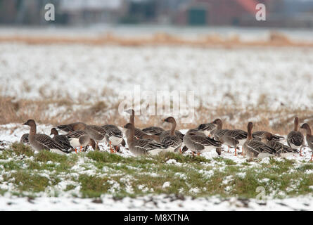 Group Tundra Bean Goose, Anser fabalis rossicus, in flight Stock Photo ...