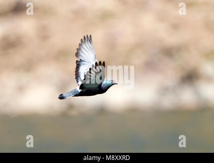 Rotsduif in vlucht, Rock Dove in flight Stock Photo - Alamy