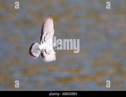 Rotsduif in vlucht, Rock Dove in flight Stock Photo - Alamy
