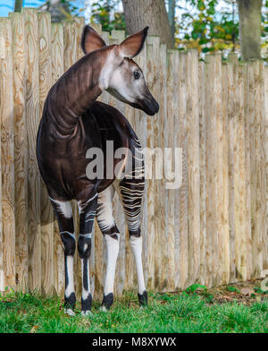 Beautiful Okapi in Dublin Zoo Stock Photo - Alamy