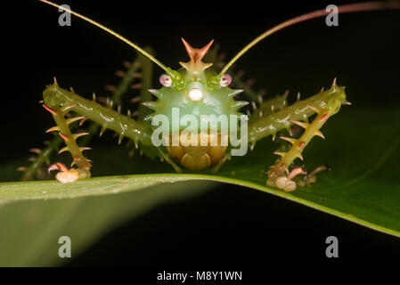 A green predatory katydid from Peru Stock Photo - Alamy