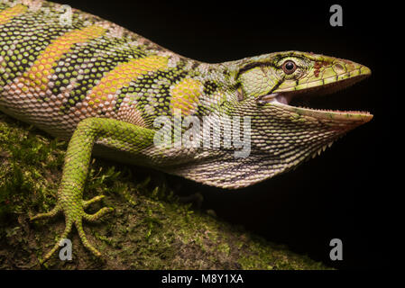 A common monkey lizard (Polychrus marmoratus) also known as a bush ...