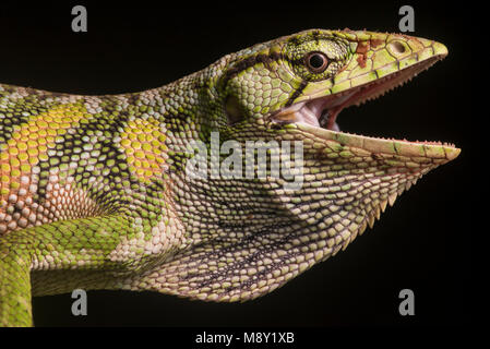 A common monkey lizard (Polychrus marmoratus) also known as a bush ...