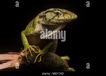 A common monkey lizard (Polychrus marmoratus) also known as a bush ...