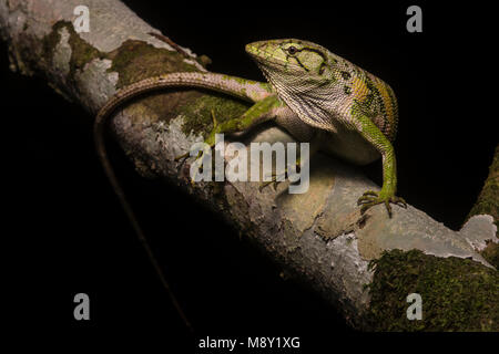 A common monkey lizard (Polychrus marmoratus) also known as a bush ...