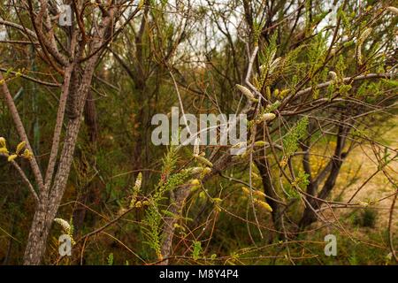 Tamarix sp tree flowers and branches Stock Photo - Alamy
