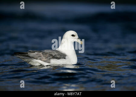 Noordse Stormvogel zwemmend; Northern Fulmar swimming Stock Photo - Alamy
