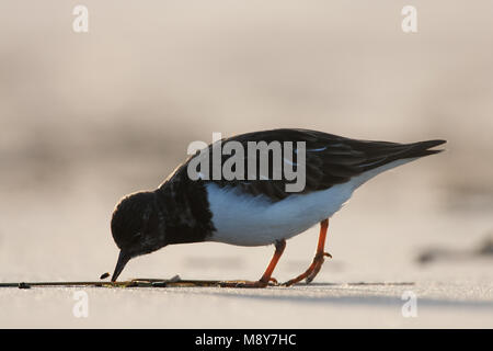 Onvolwassen Steenloper op het strand; Immature Ruddy Turnstone on the ...