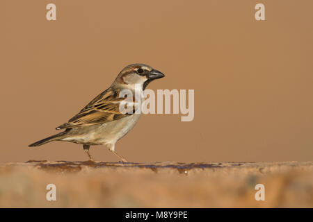 House sparrow, Passer domesticus, Morocco Stock Photo - Alamy