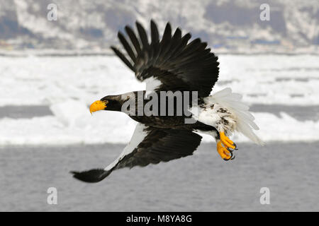 Steller's Sea-Eagle during winter in Hokkaido, Japan Stock Photo - Alamy