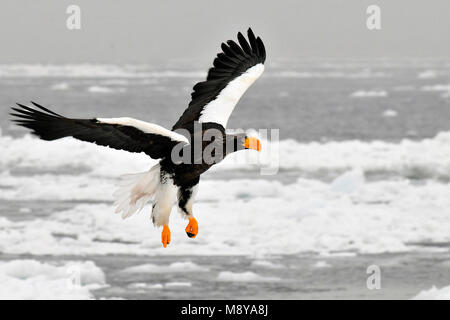 Steller's Sea-Eagle during winter in Hokkaido, Japan Stock Photo - Alamy