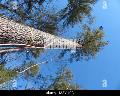 Big pine tree cut down in a lush forest in the mountains Stock Photo ...