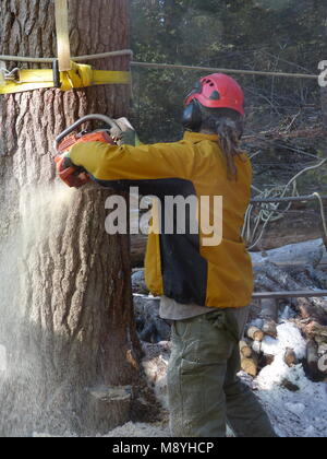 Professional Lumberjack Cutting a big Tree in the Forest during the ...