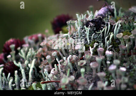 Closeup of ladder lichens with some succulents Stock Photo - Alamy