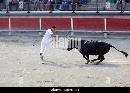bullfighter trying to grab the rosette from bulls horns in the ...
