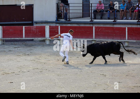 bullfighter trying to grab the rosette from bulls horns in the ...