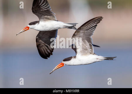 Flying Skimmer flying over the Nile Valley close to Al Raqabah near Kom ...