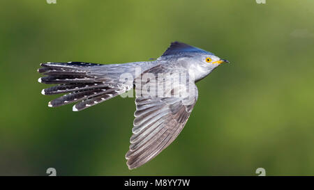 Probable male Eastern Common Cuckoo flying in Atyrau, Kazakhstan. May ...