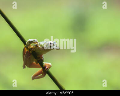 The Malabar gliding frog or Malabar flying frog (Rhacophorus ...