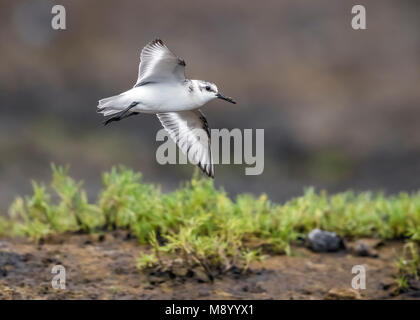 Sanderling immature plumage Stock Photo - Alamy
