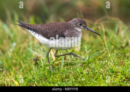 Solitary Sandpiper sitting in the mist of the Mountain Reservoir, Corvo ...