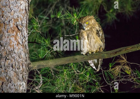 Turkish Fish Owl on a tree along the Taurus Mountain,Turkey in June ...