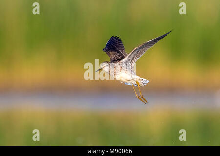 Wood Sandpiper flying over the mud near Florence, Italy. April 2017 ...