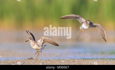 Wood Sandpiper flying over the mud near Florence, Italy. April 2017 ...