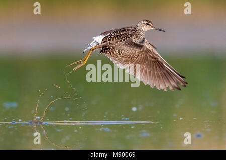 Wood Sandpiper flying over the mud near Florence, Italy. April 2017 ...