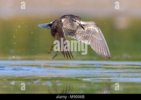 Wood Sandpiper flying over the mud near Florence, Italy. April 2017 ...
