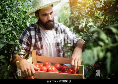 Caucasian farmer picking fresh tomatoes from his hothouse Stock Photo ...