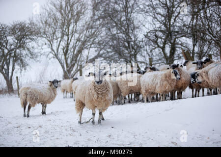 White sheep huddled together sheltering from a snow storm, Chipping ...