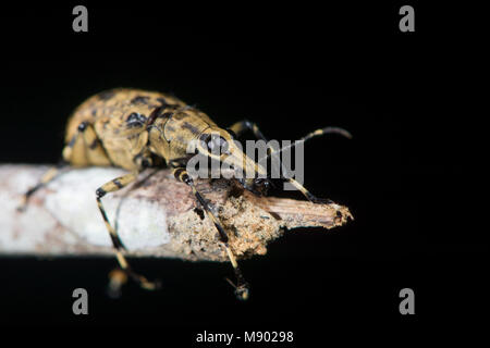 A Weevil, Belidae sp, Maliau Basin, Sabah, Malaysia, Borneo Stock Photo ...
