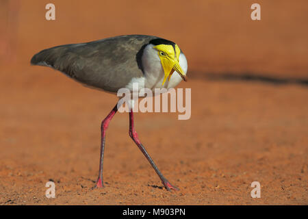 Masked Lapwing, Masked Plover or Yellow-wattled Plover, Vanellus miles ...