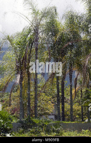 Wet Palm Trees in Venezuela Stock Photo - Alamy