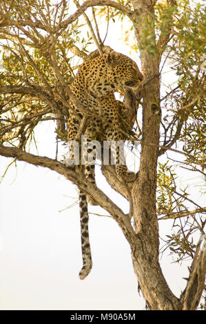 Leopard at Talek River, Masai Mara, Kenya Stock Photo - Alamy