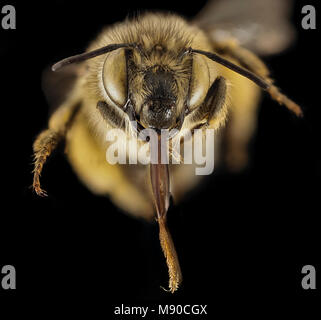 Anthophora crinipes, F, Face, Greece, Aegean Islands 2014-12-09-130715 ...