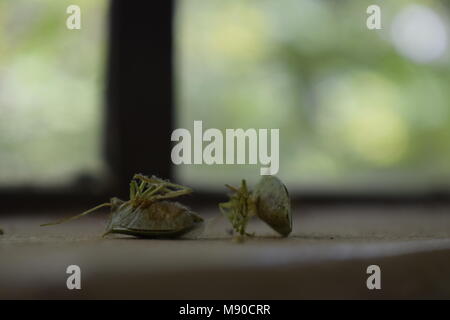 Dead green insects on the window sill Stock Photo - Alamy