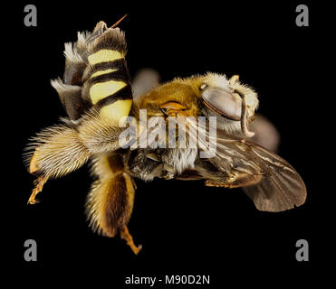 Bee. bee fur foot yellowspot, f, argentina, face Stock Photo - Alamy