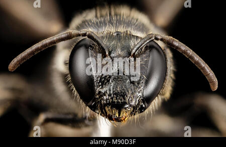 The small red-tip bee (Manuelia postica) photographed in Chile, known ...
