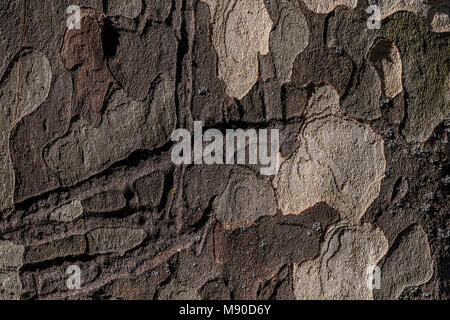 A Mottled Sycamore Tree Bark And Trunk Background Or Texture, Close-up ...
