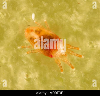 A close-up of a Christmas cactus mite, an agricultural pest ...